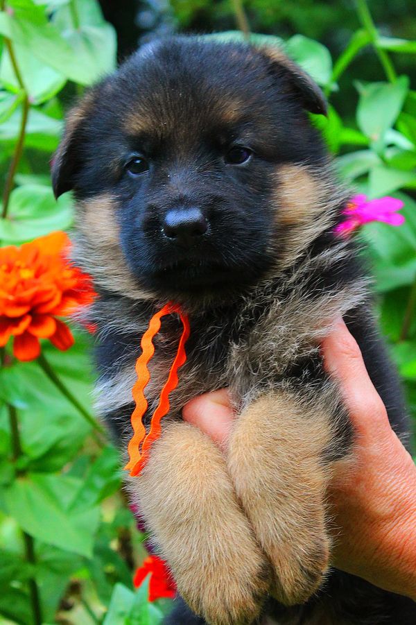 GERMAN SHEPHERD PUPPIES