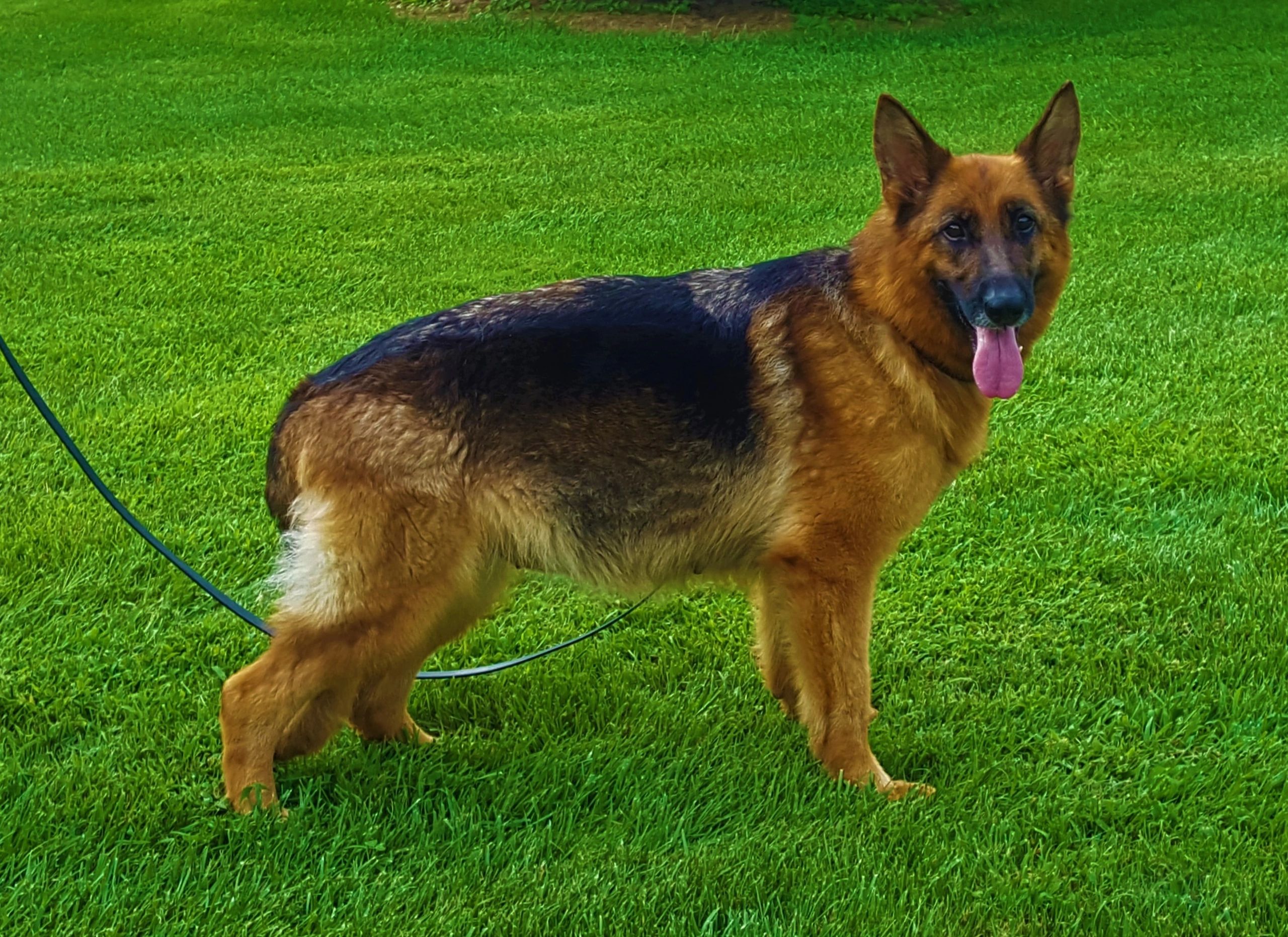 ADULT GSDS AVAILABLE