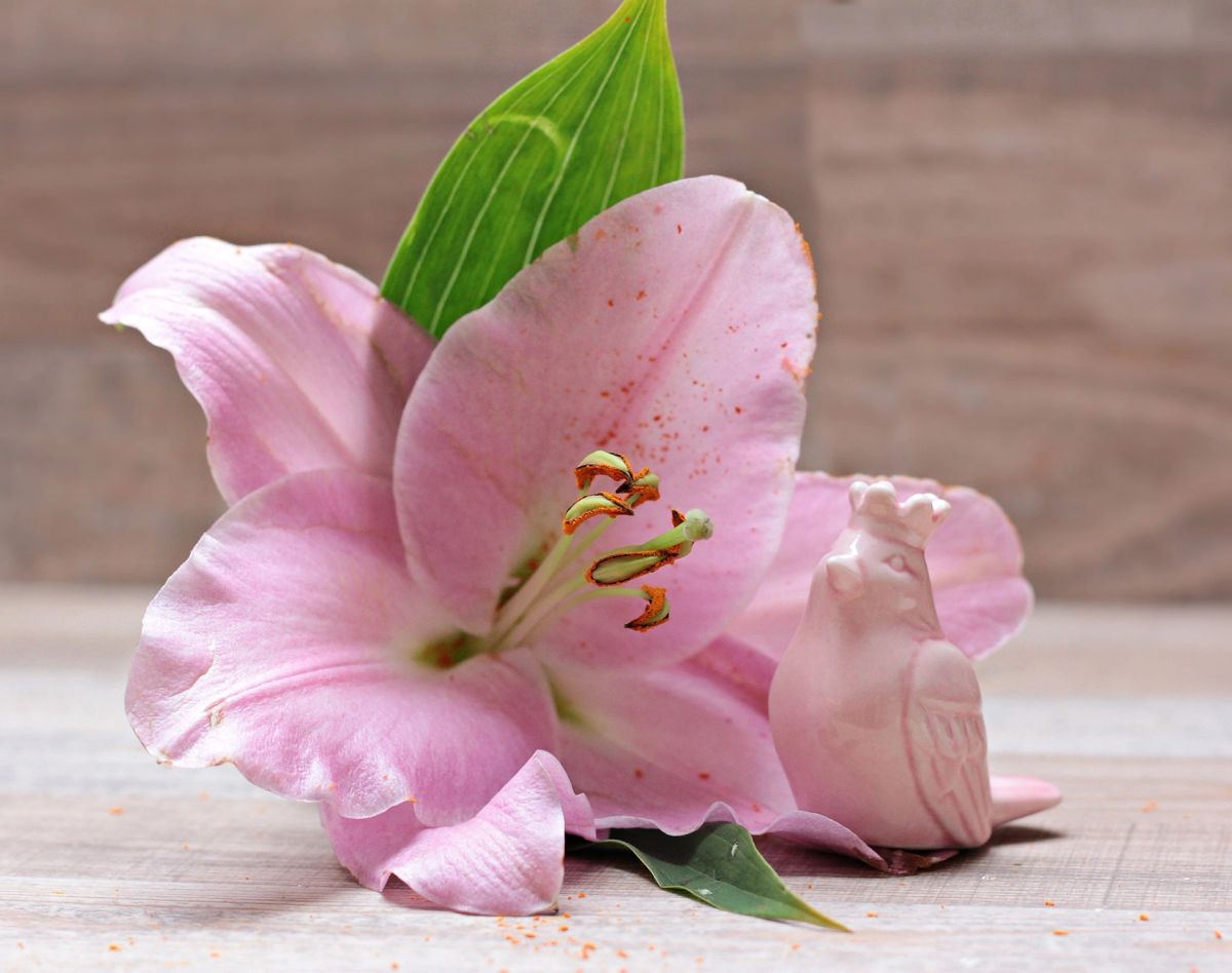 China Lily