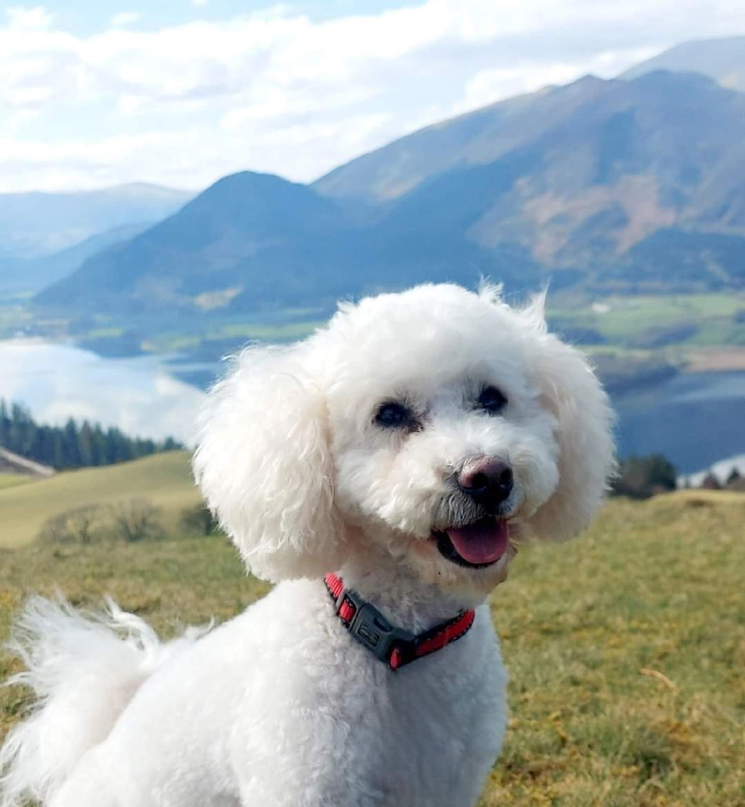 Paw Walk Dog Walking Service