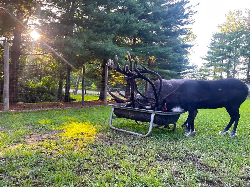 Contact Us | Snowman's Reindeer Farm