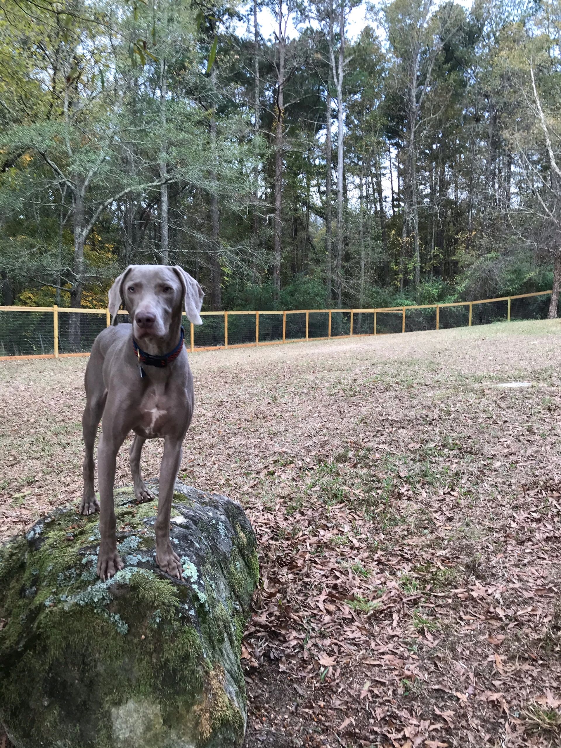 Top Dog Boarding Facilities for Your Furry Friends