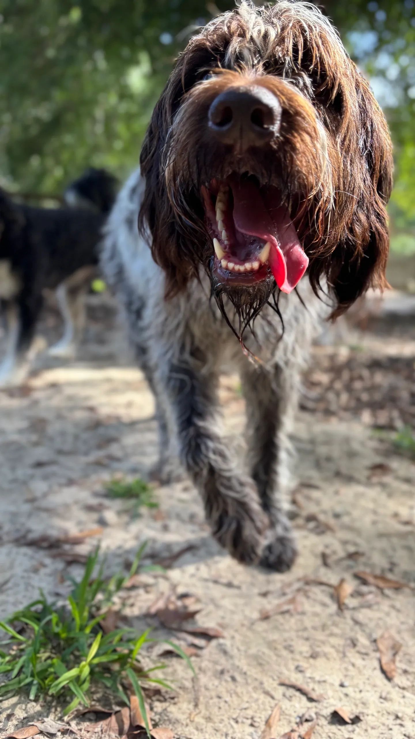 Dog Daycare Villa Rica