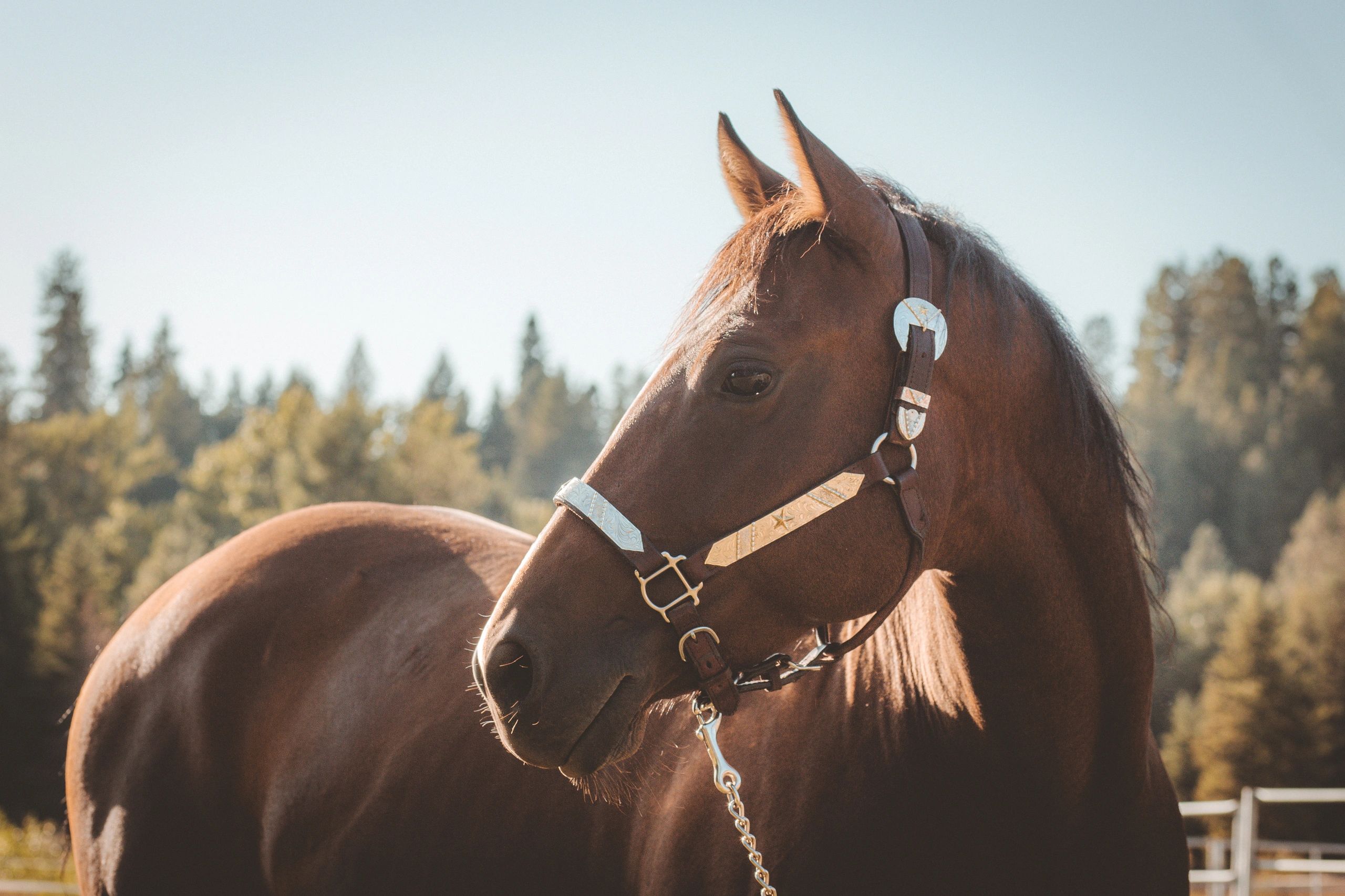 BigSkyePerformanceHorses