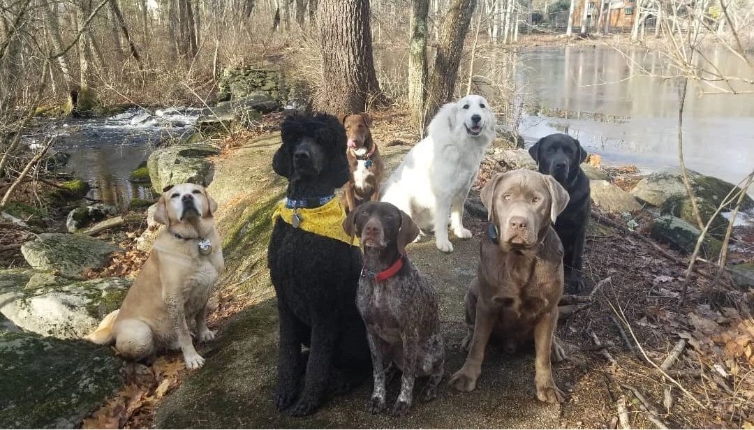 happytails DOG WALKING & PET CARE SERVICES - Dog Walking, Pet Care