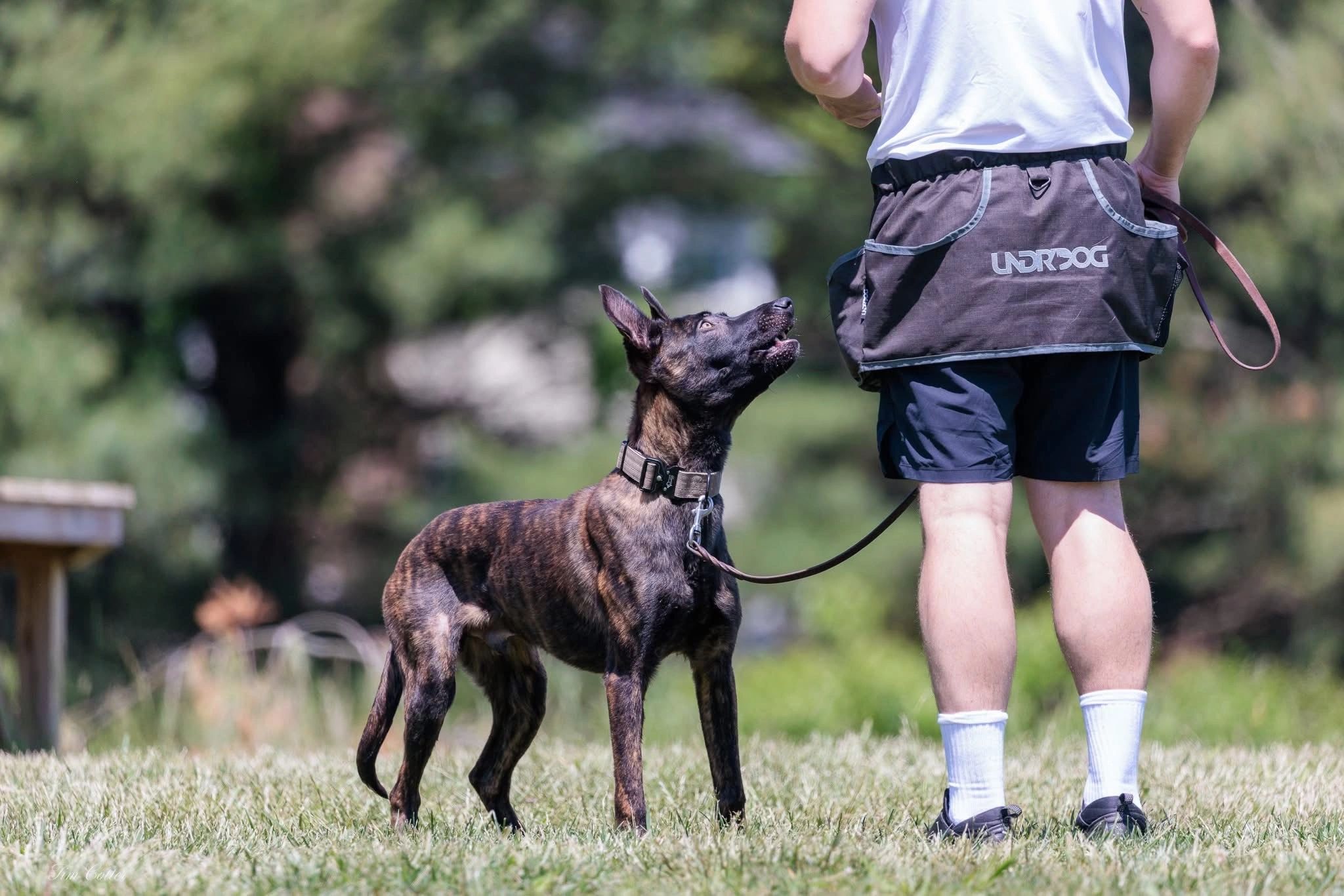 Dragon's Tooth Dog Training