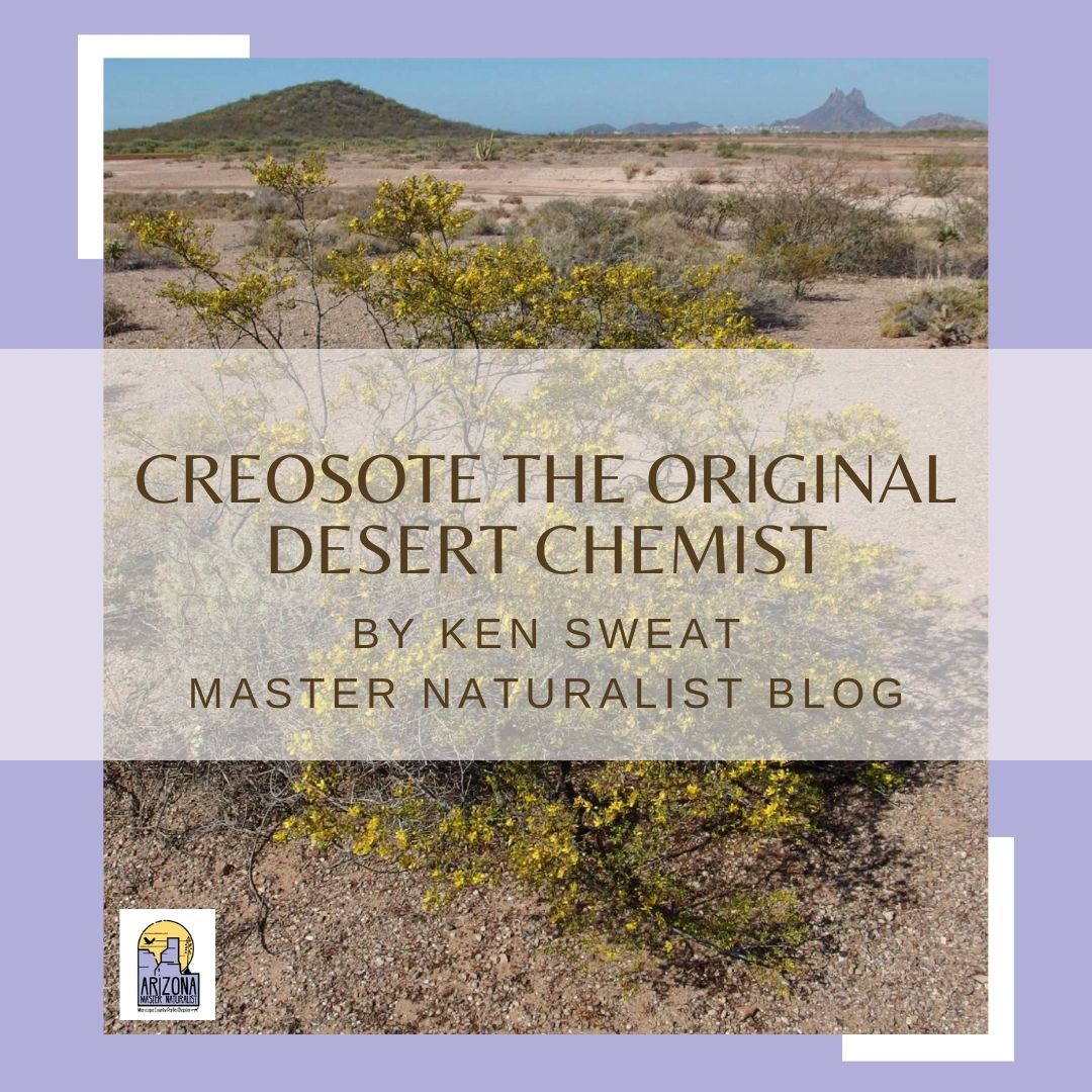 Creosote the Original Desert Chemist