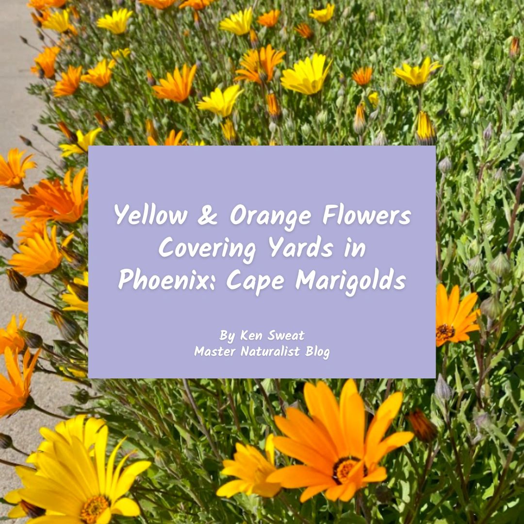Yellow & Orange Flowers Covering Yards in Phoenix: Cape Marigolds