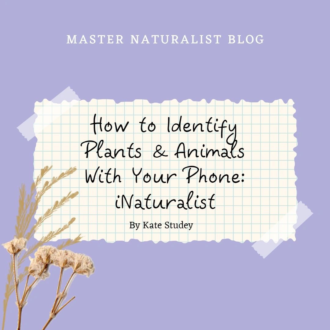 How to Identify Plants & Animals With Your Phone: iNaturalist