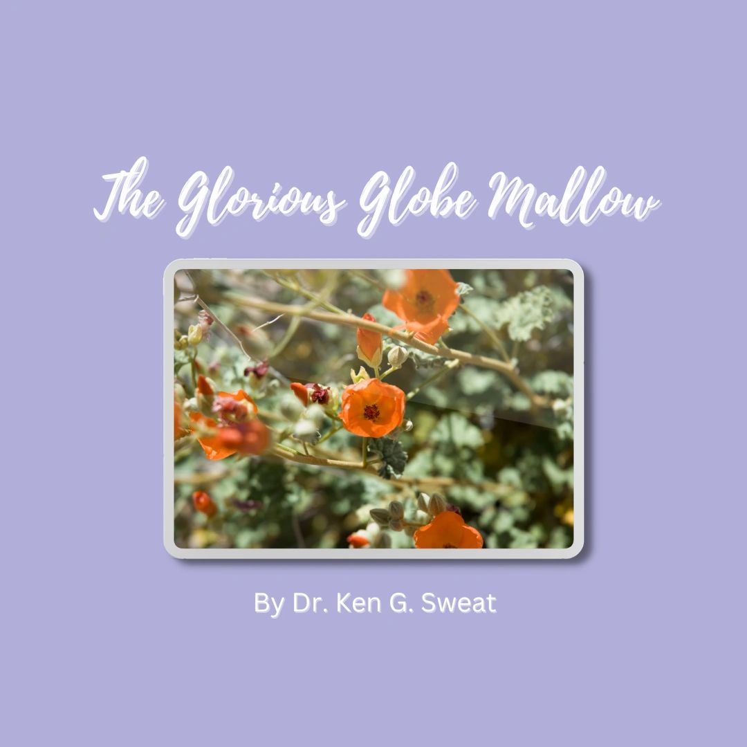 The Glorious Globe Mallow