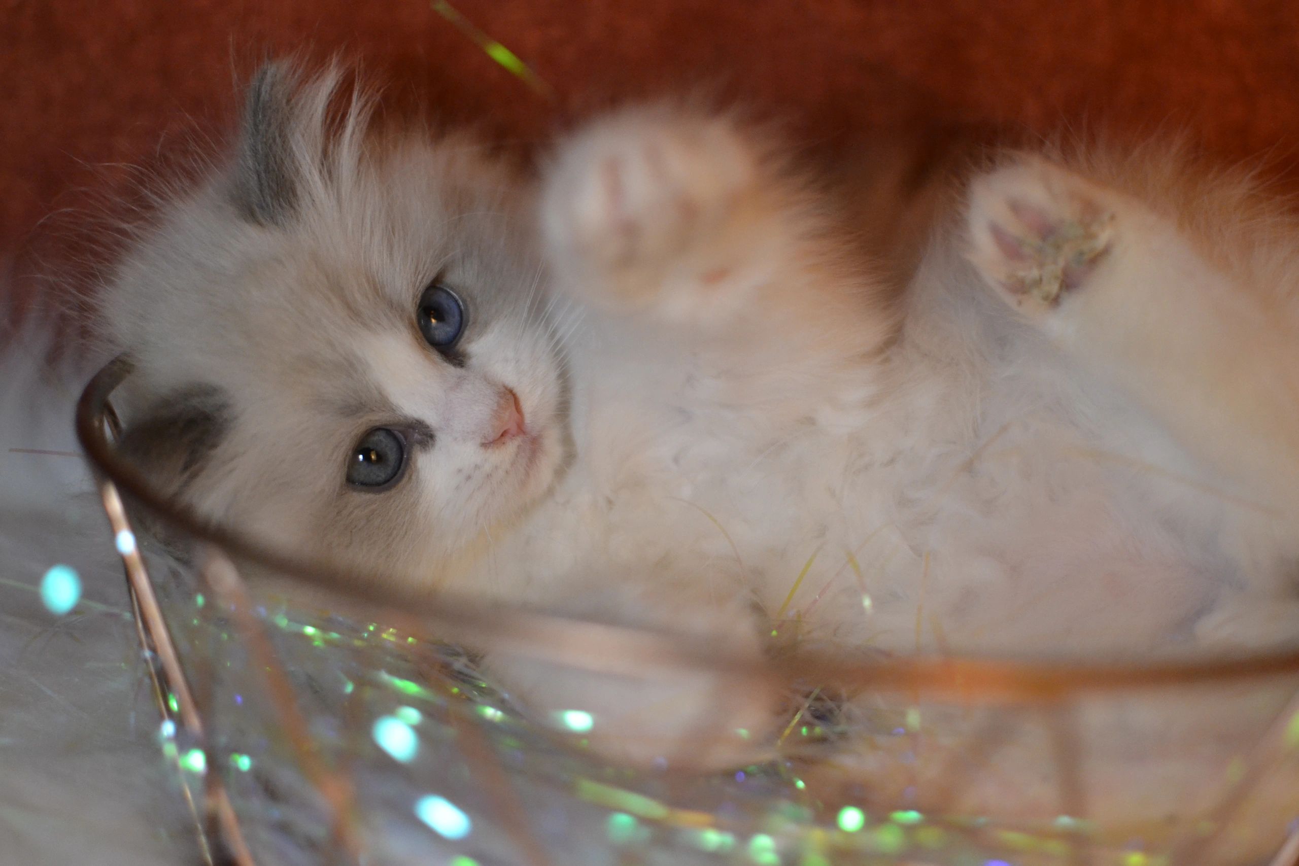 How To Introduce Your New Kitten to Your Existing Cat