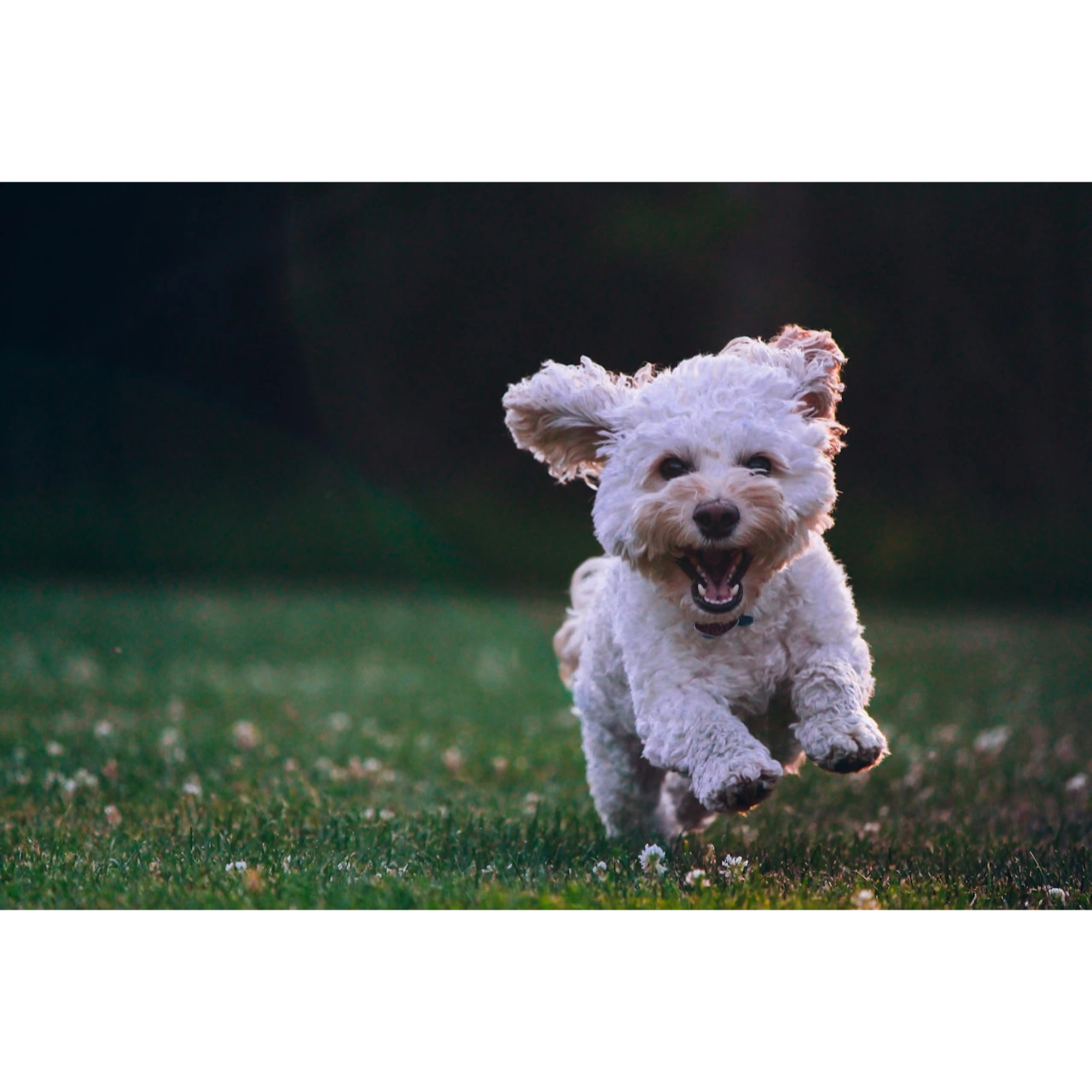 Fluffy Dog Adoption - Rescue and Rehome Dogs