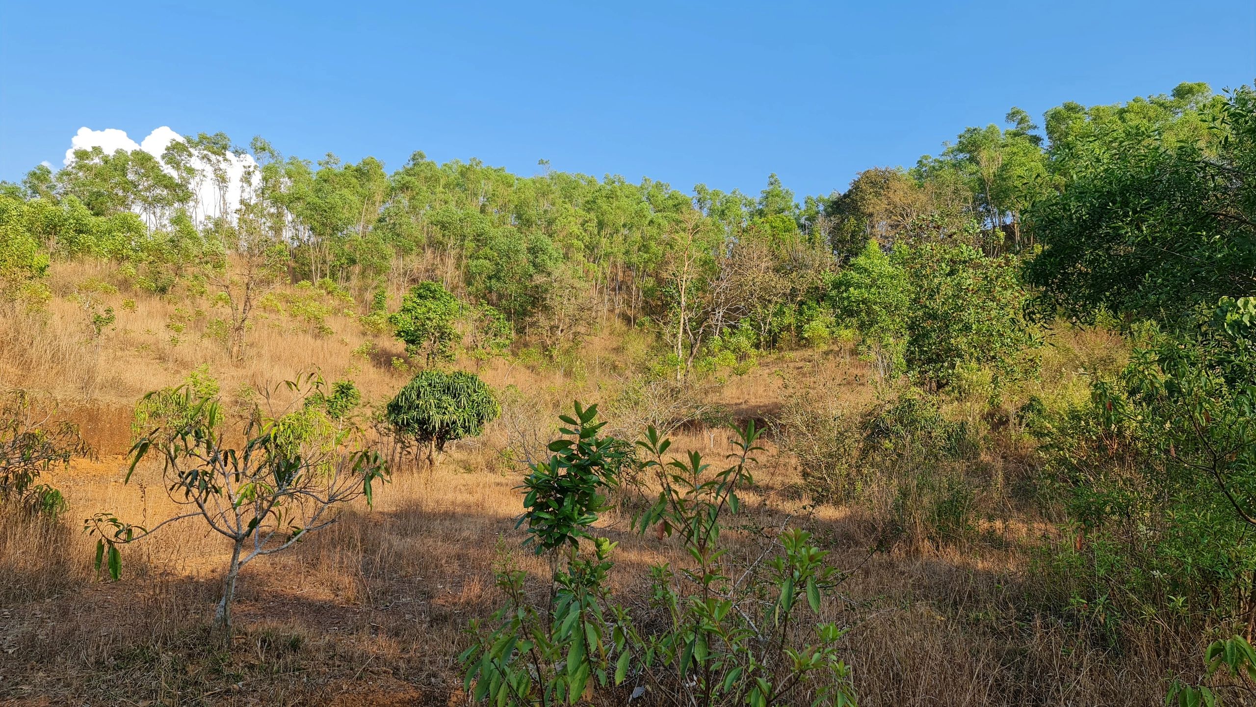 Vasant-Vatika Farm - Farming, Homestay, Agriculture