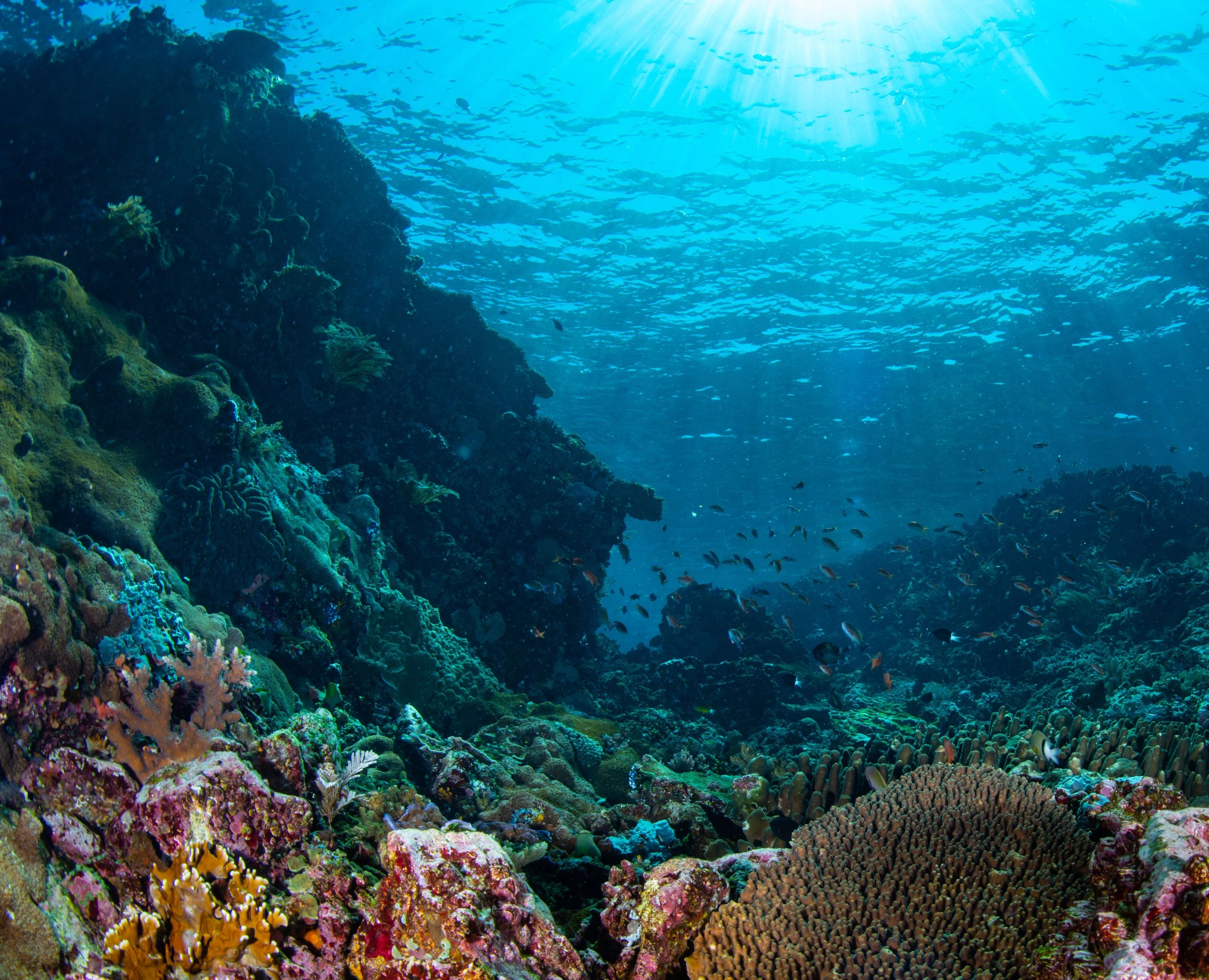 Flying Fish Technologies