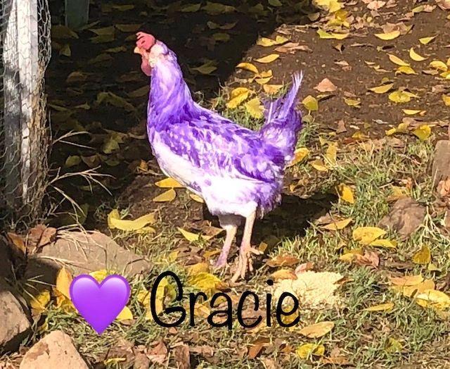 Gracie The Purple Chicken