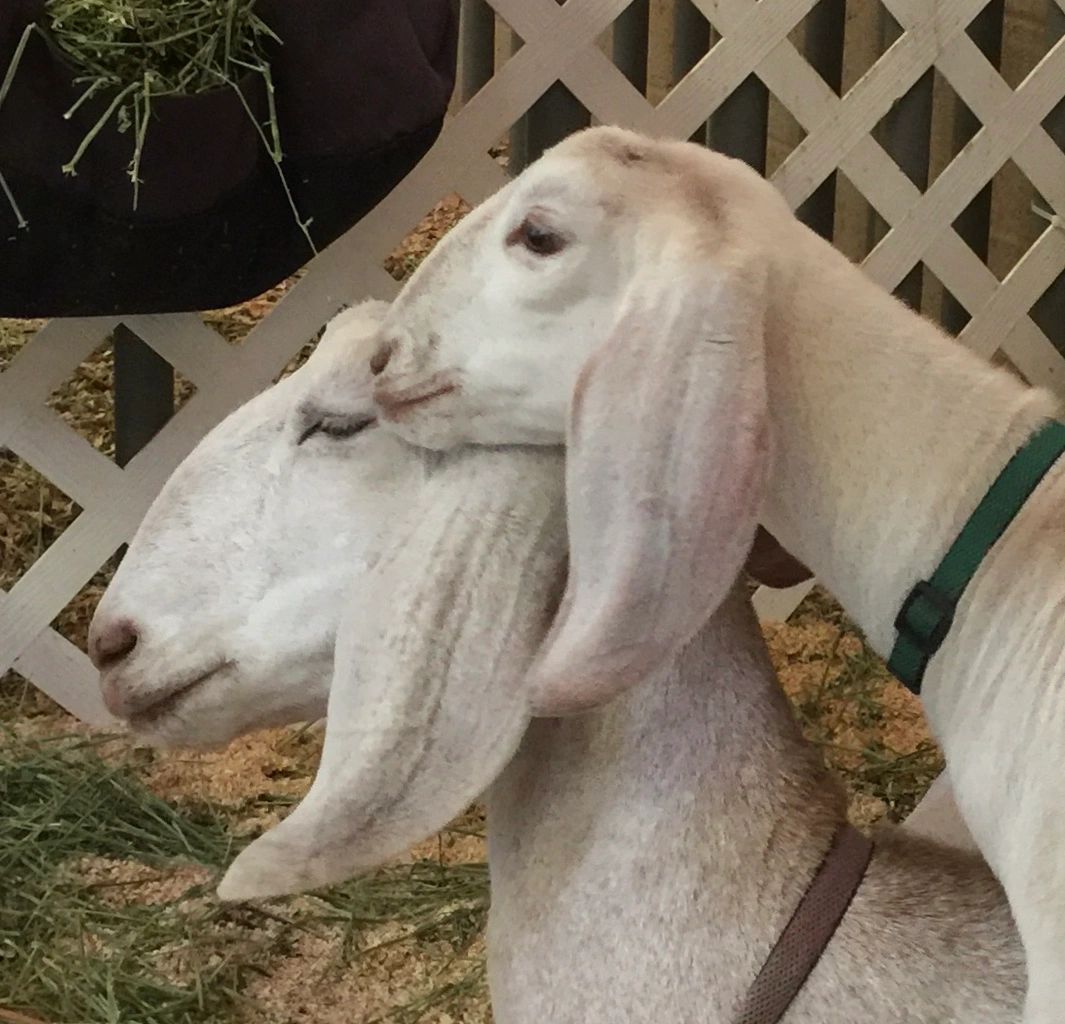 Misty Mountain Ranch - Dairy Goats, Nubian Dairy Goats