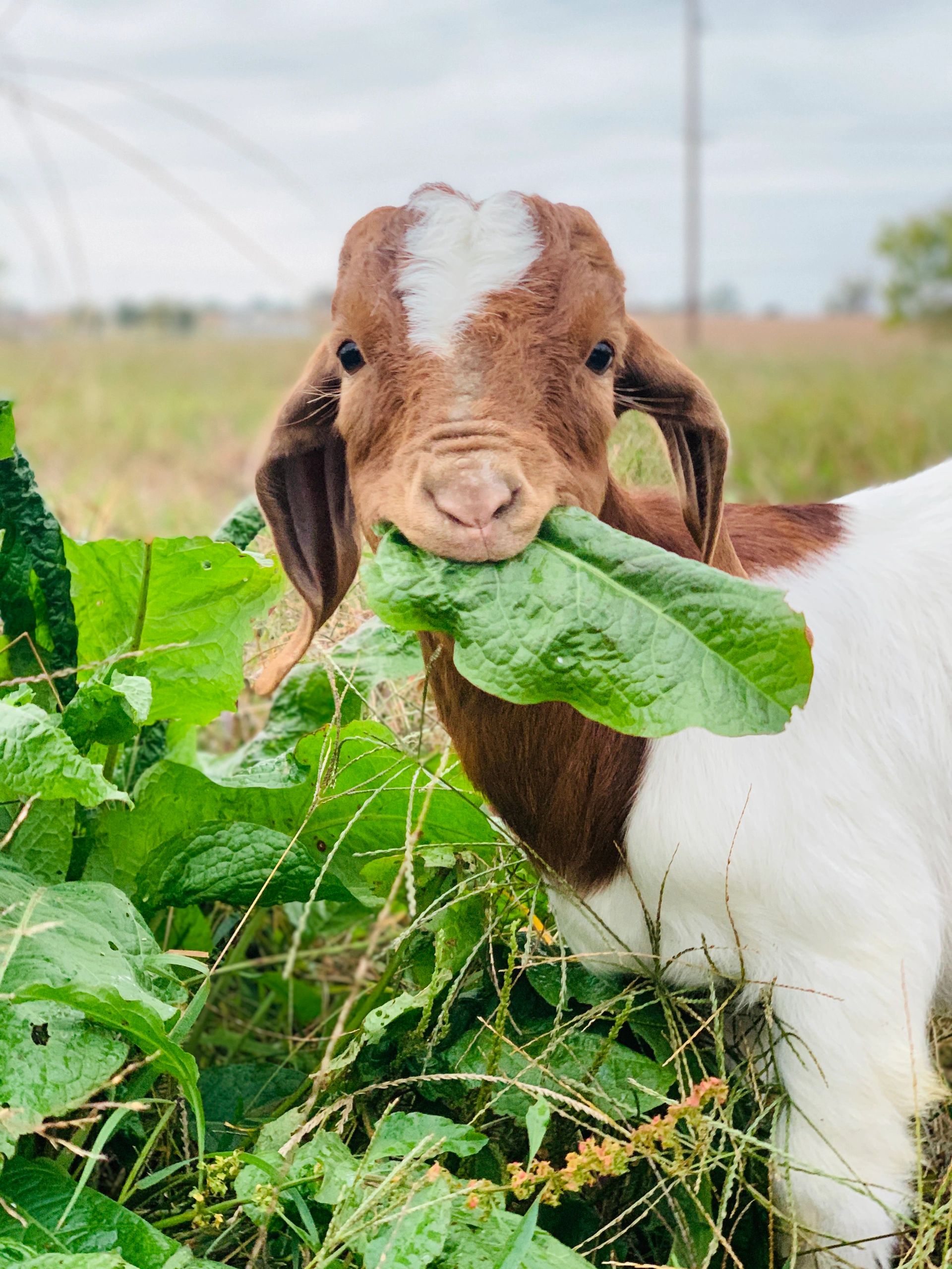 Blackbird Animal Refuge - Farm Animal Rescue, Best Charities to Donate ...