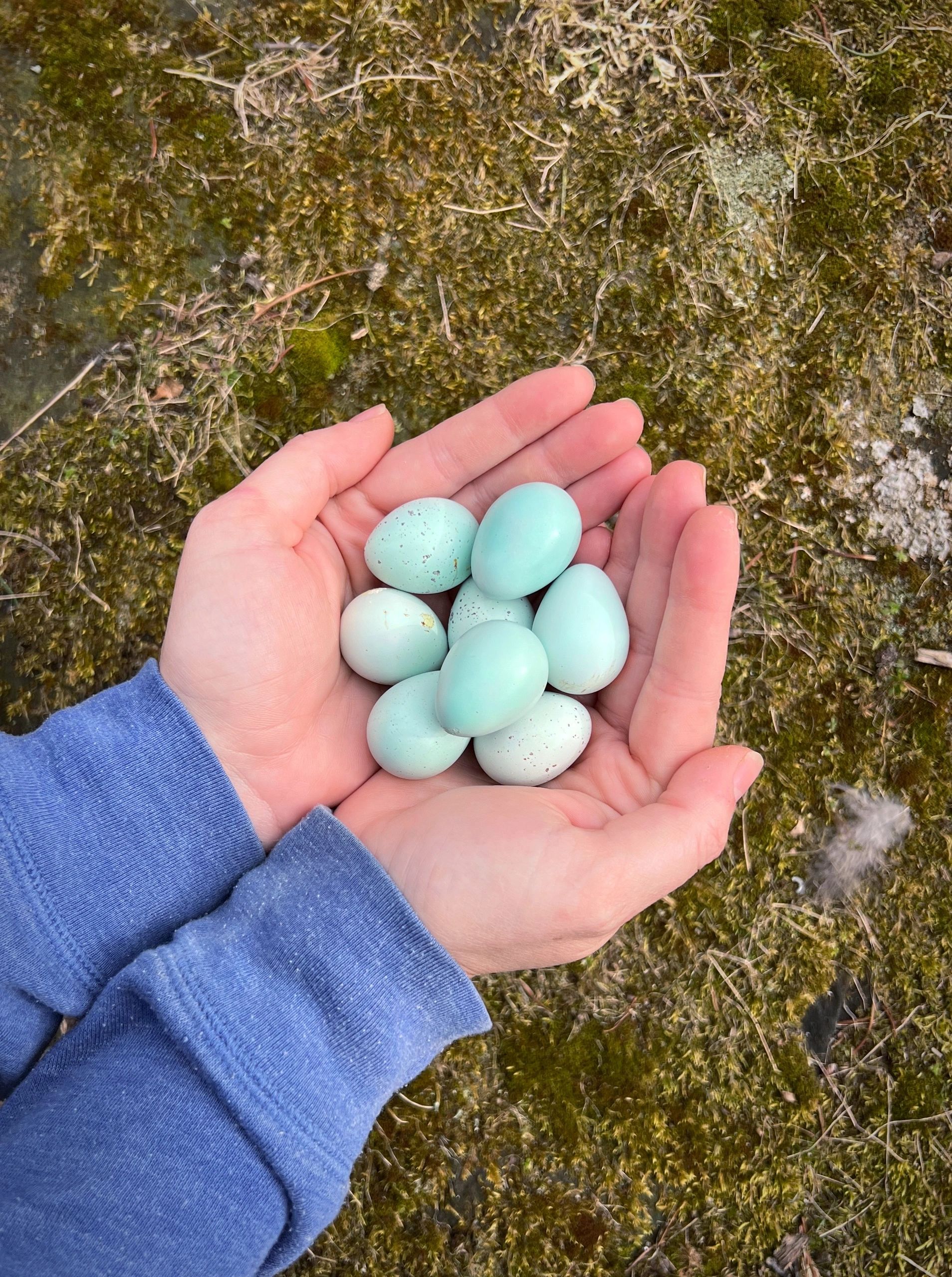 Quail | A Basic Guide To Hatching