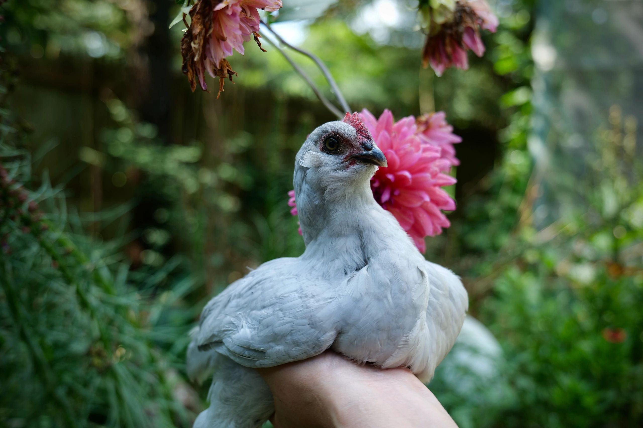 Basic Hatching Egg Guide