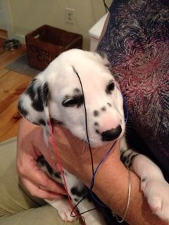 BAER Test - Mobile BAER Testing Service