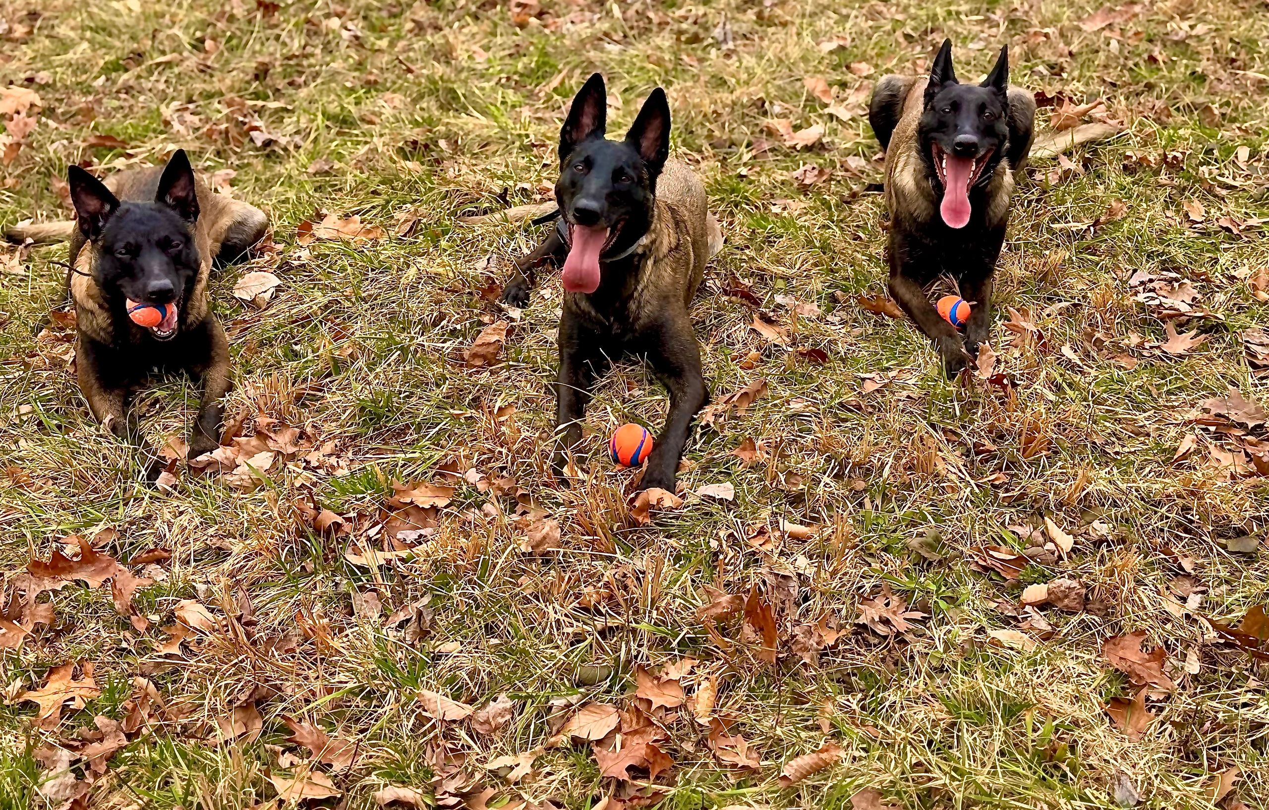 Oak Hill Malinois