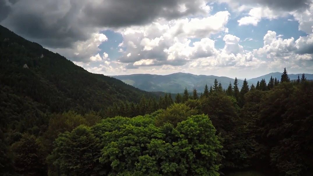 World Reforestry Project | Who Are We | Virginia | World Reforestry Project