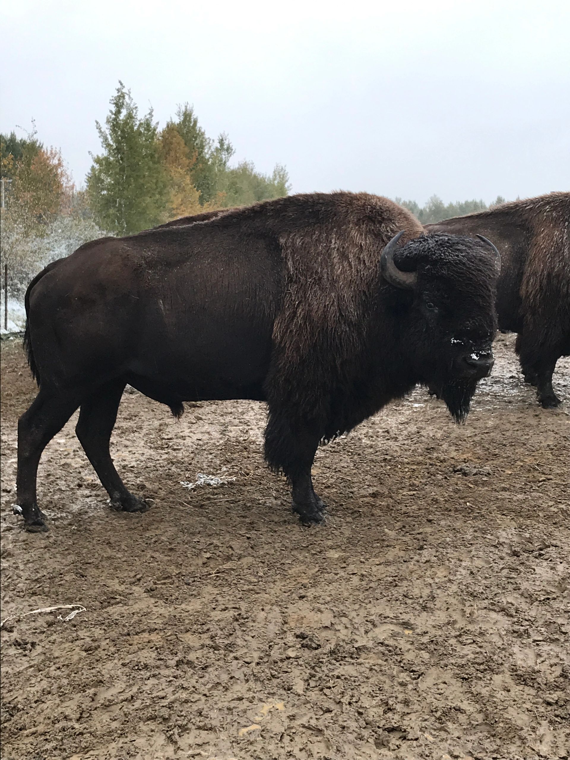 JD Acres Bison Ranch - Fresh Farm Meat, Farm