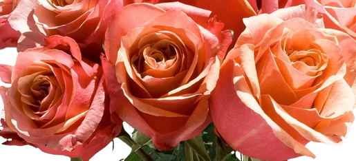 Utopia Rose Wellness - Weight Loss Management, Corrective Skin Care