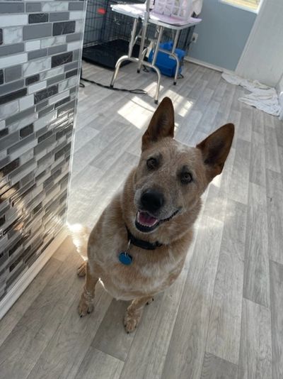 Grooming - Pretty Pooches