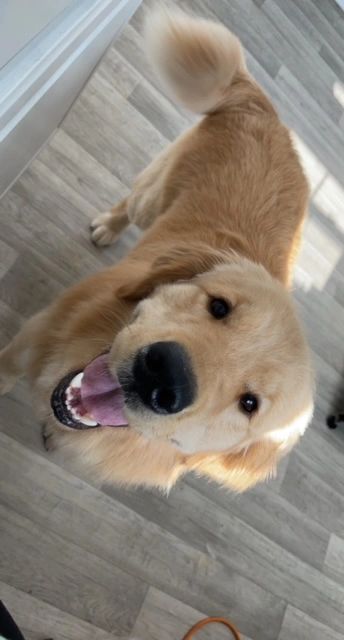 Grooming - Pretty Pooches