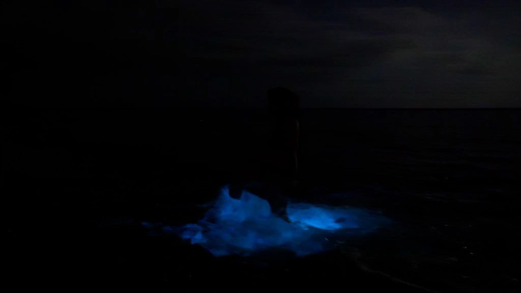 Where Can I See Glowing Water in Florida?