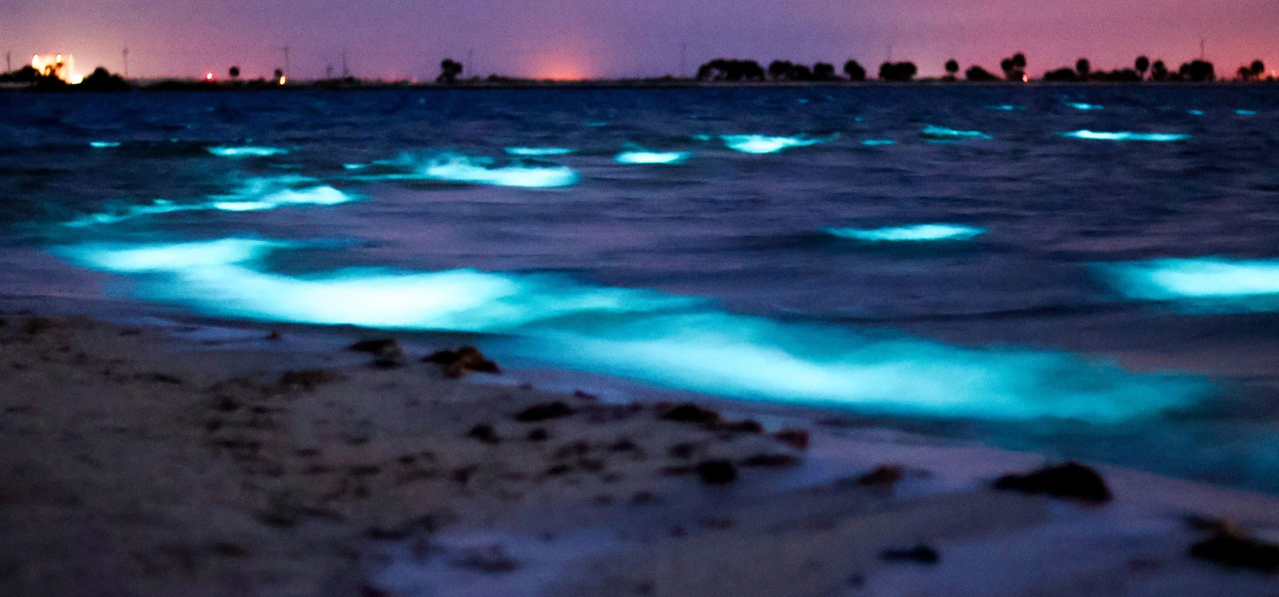 This Low-Key Florida Town Has the Brightest Bioluminescence!
