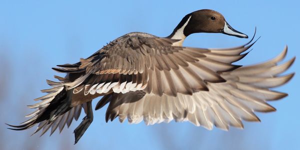 DCUPPED - Duck Hunting, Decoy Weights