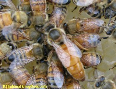 Home [indianahoneybees.com]