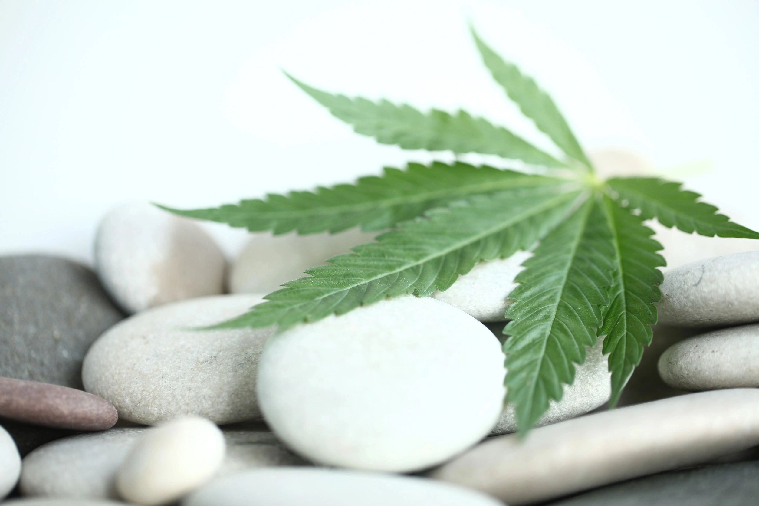 Breaking the Cycle of Pain: Is Cannabis in Your Toolkit?
