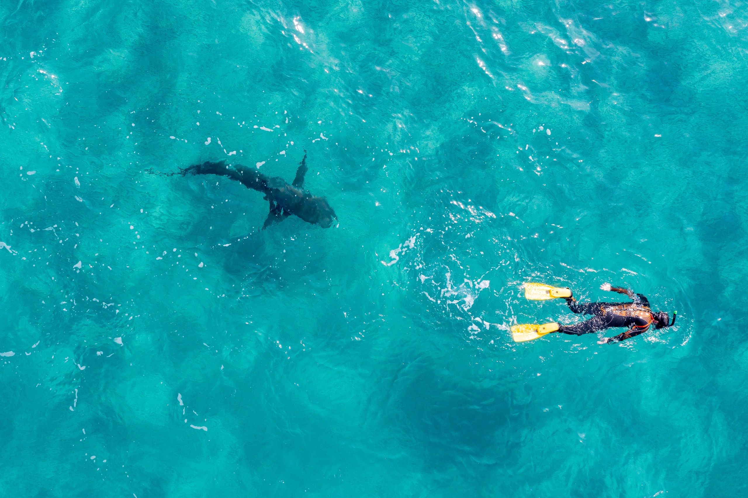 AI Shark Detection Australia - Shark Guard AI