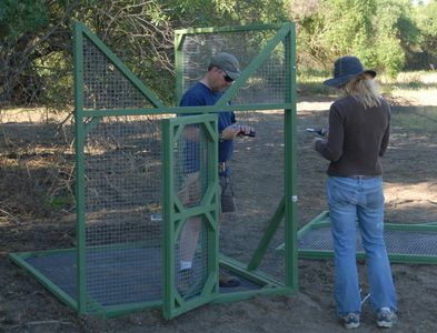 Cowbird Trapping - TW Biological Services | TW Biological Services