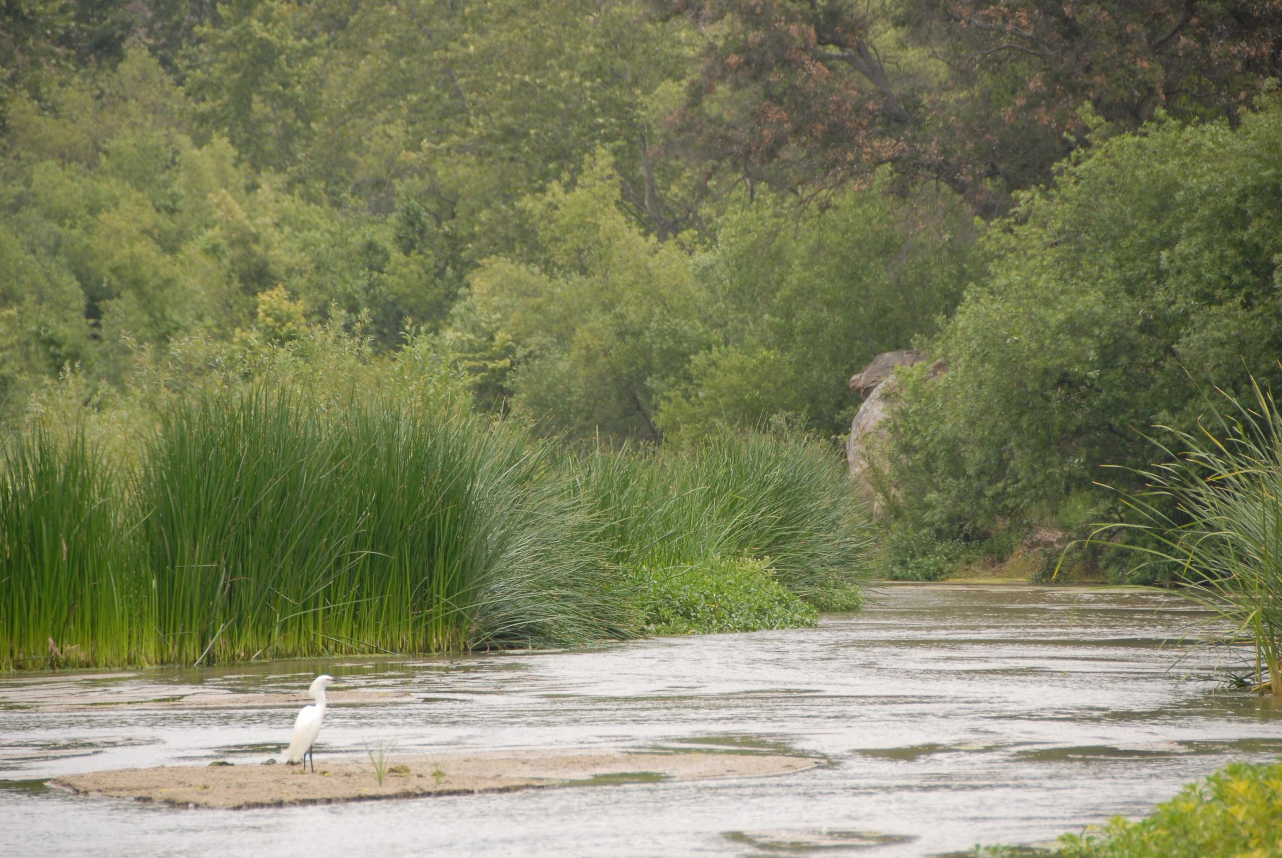 Cowbird Trapping - TW Biological Services | TW Biological Services