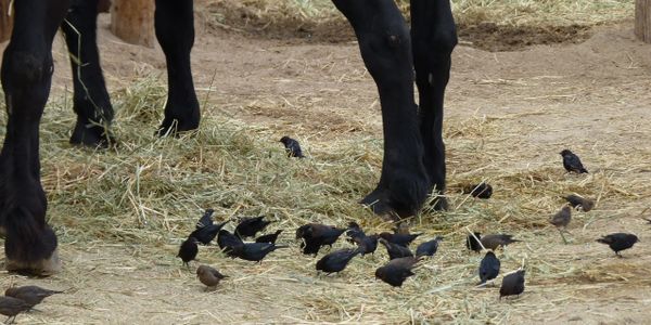 Cowbird Trapping - TW Biological Services | TW Biological Services