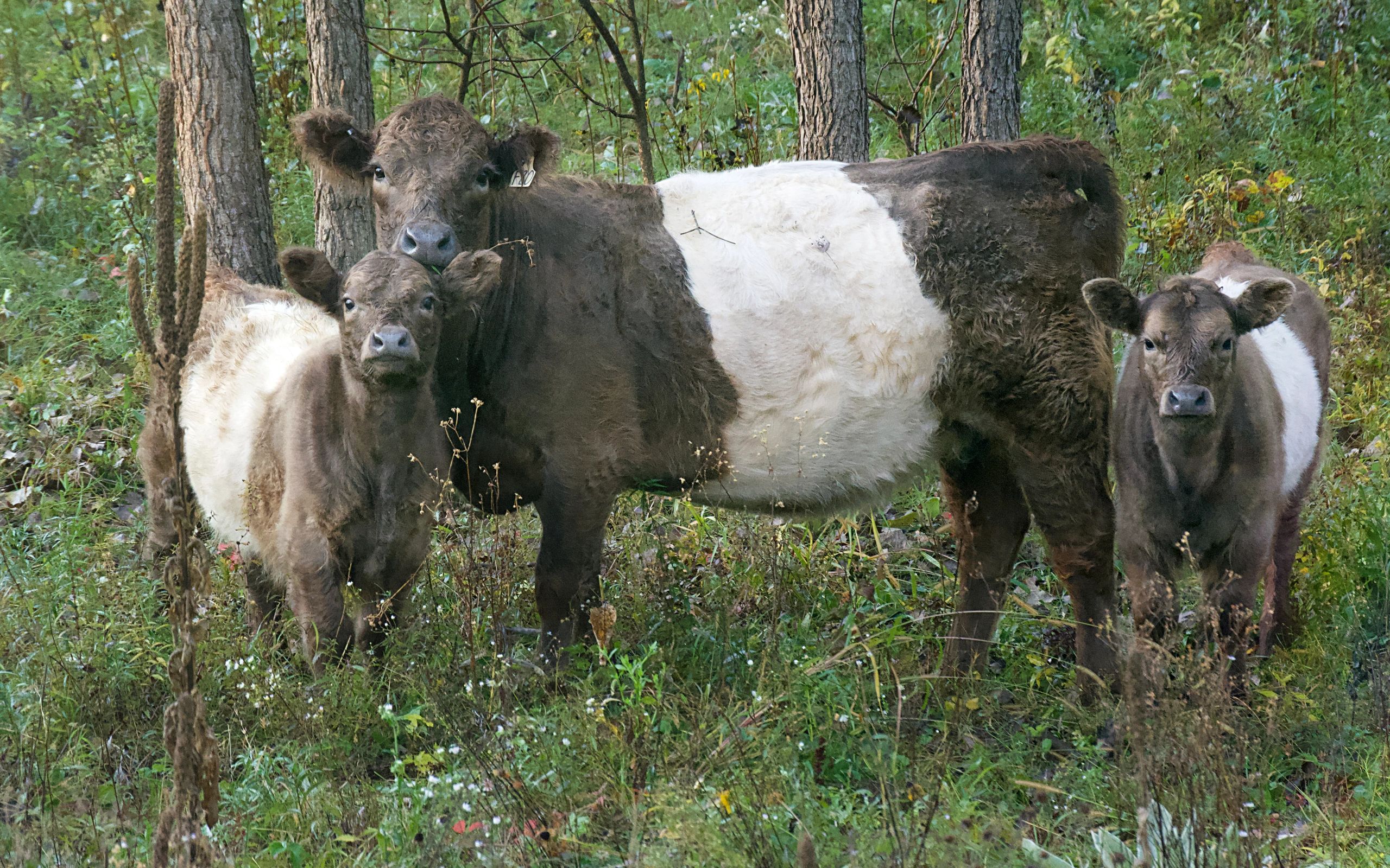 Dun Galloway Cattle