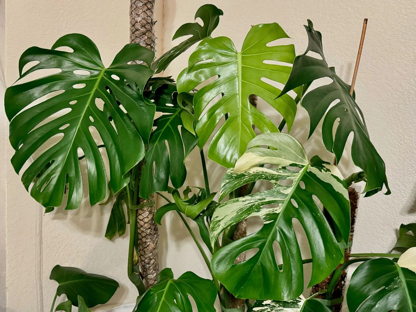 Native and Exotic Plants & Animals