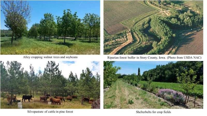 New Agroforestry Maps Plot Benefits of Trees