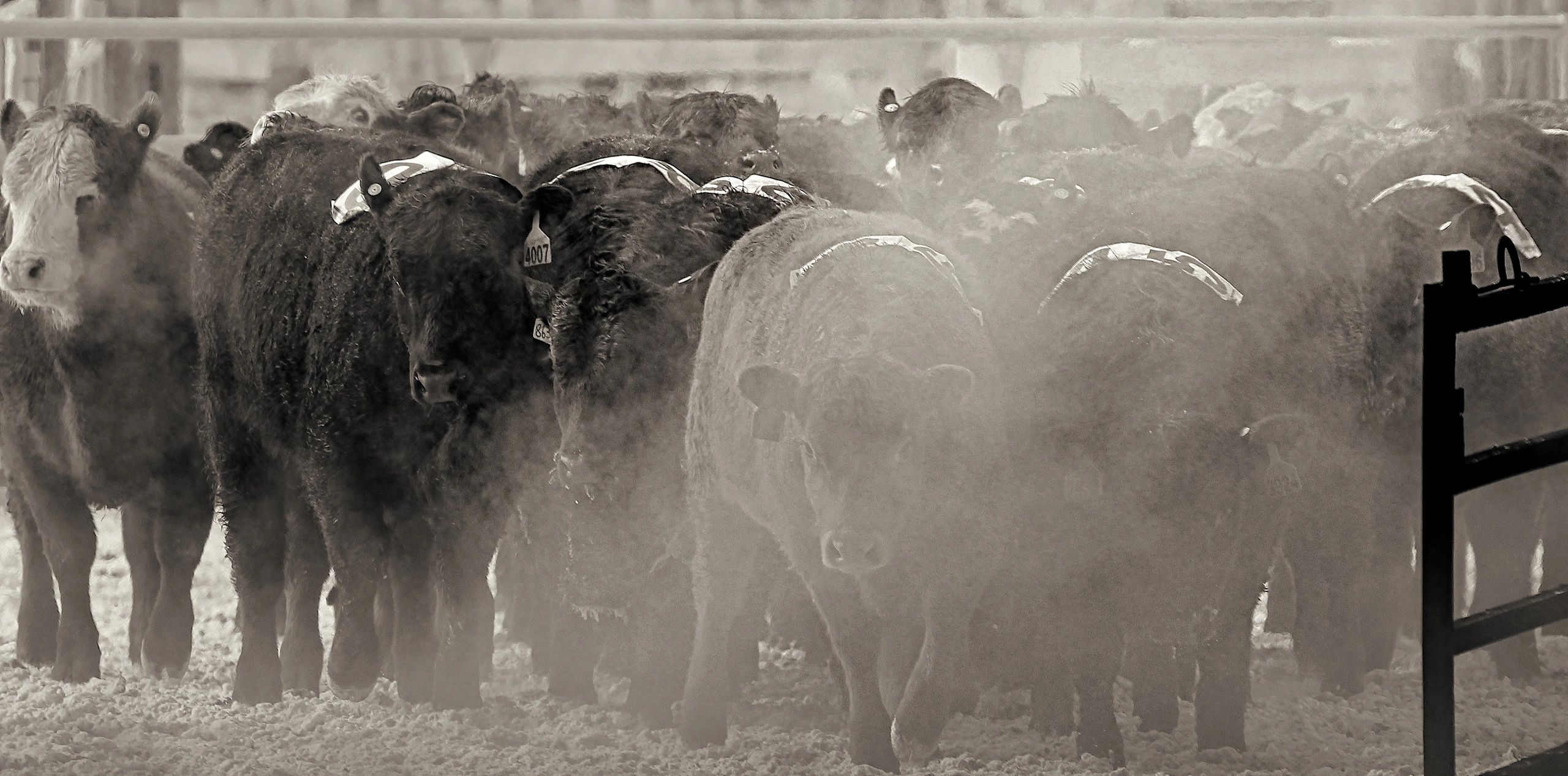 Team Cattle Penning - Chinook Team Penning Association