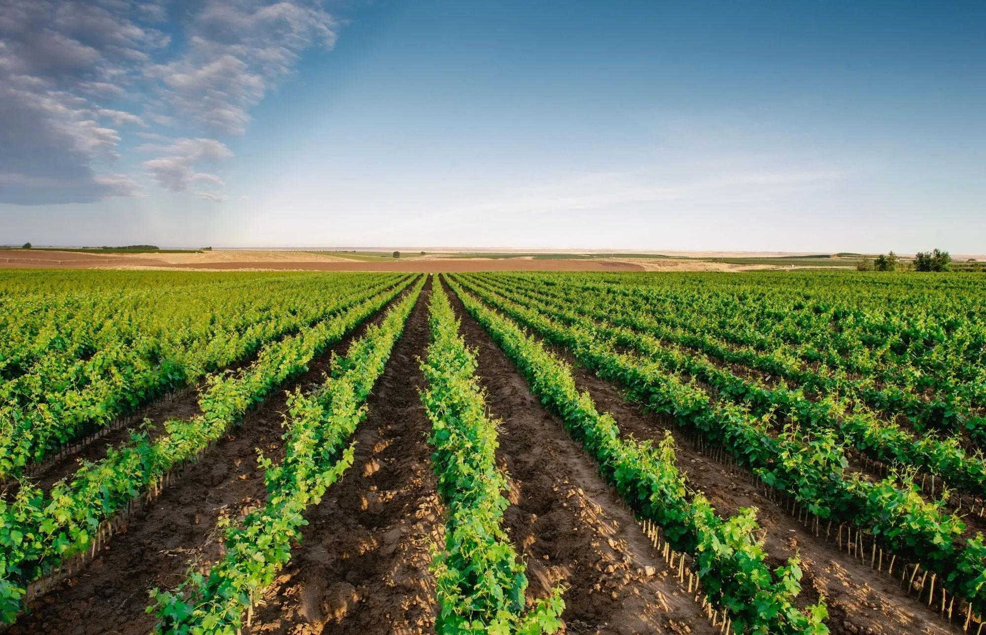 Grapevine Harvest Inc - Certified Grapevine, British Columbia, Nova Scotia