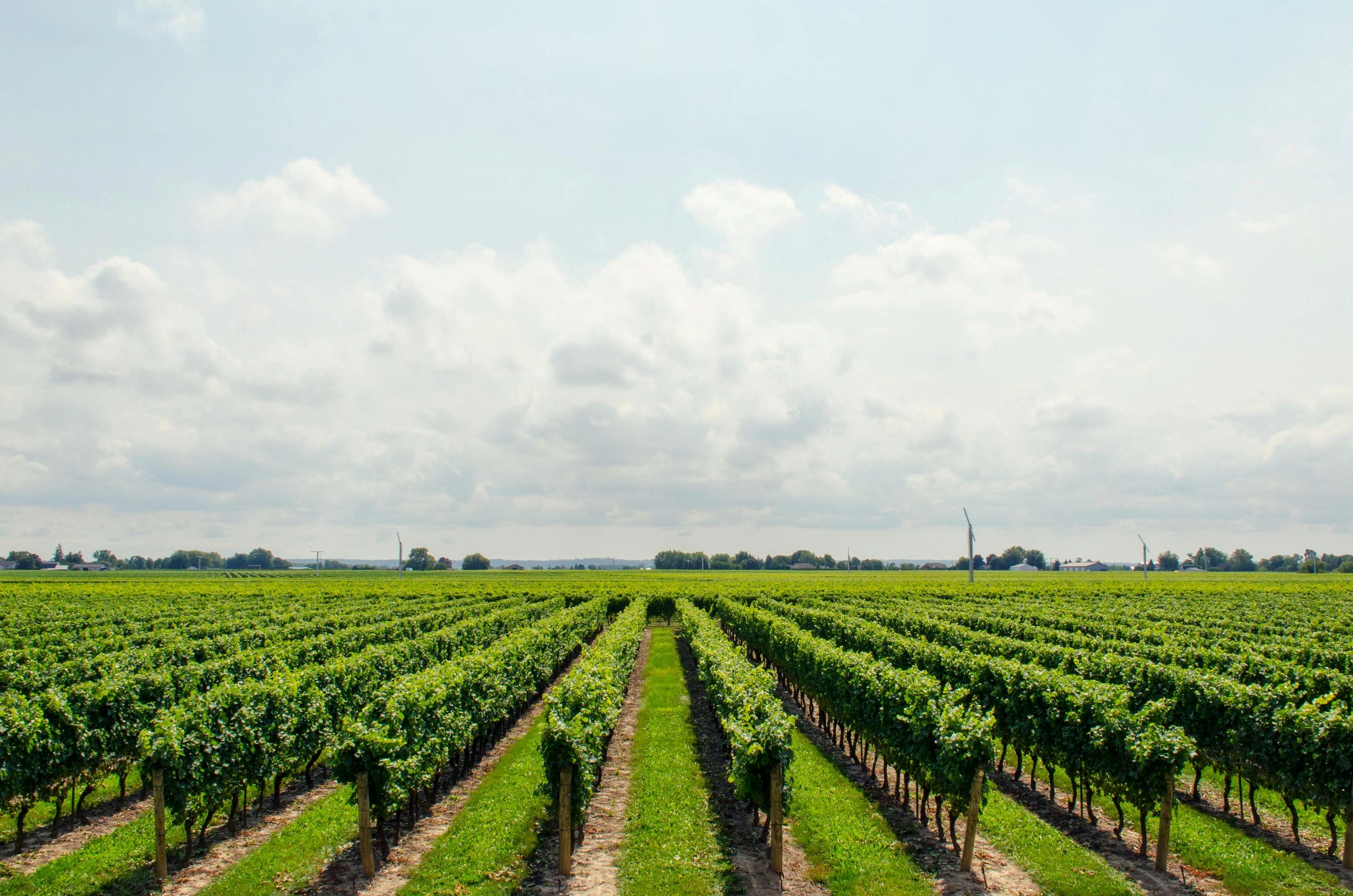 Grapevine Sales - Certified Supplier of Grapevine Varieties