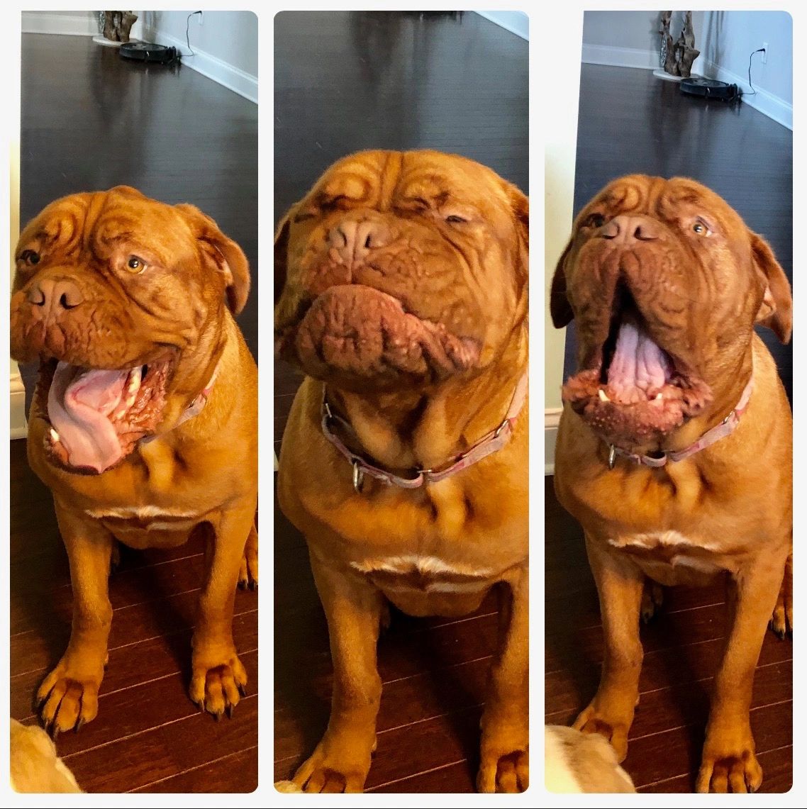 Responsible Dog Owner Coalition