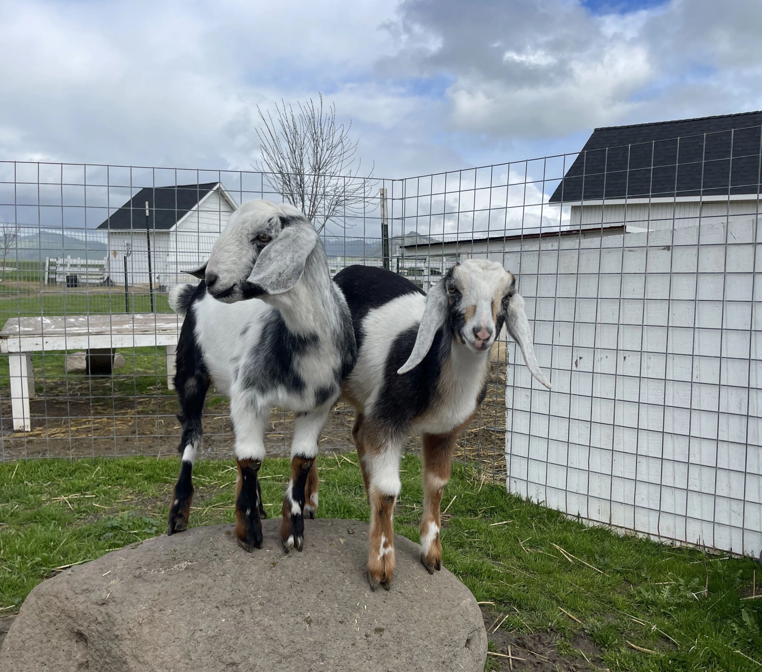 The Goat Circus