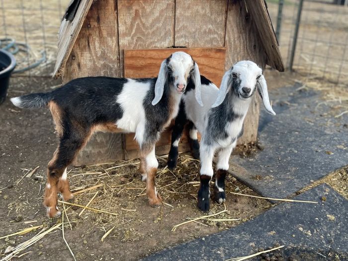 The Goat Circus