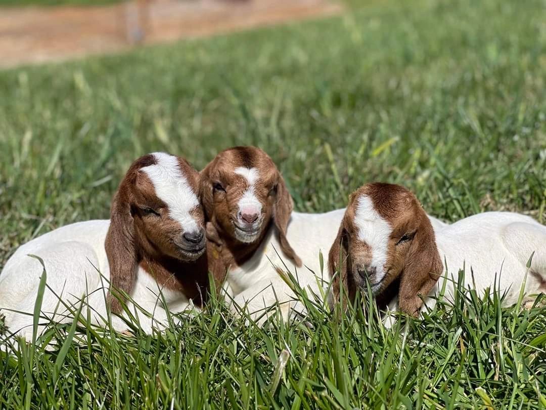 The Goat Circus