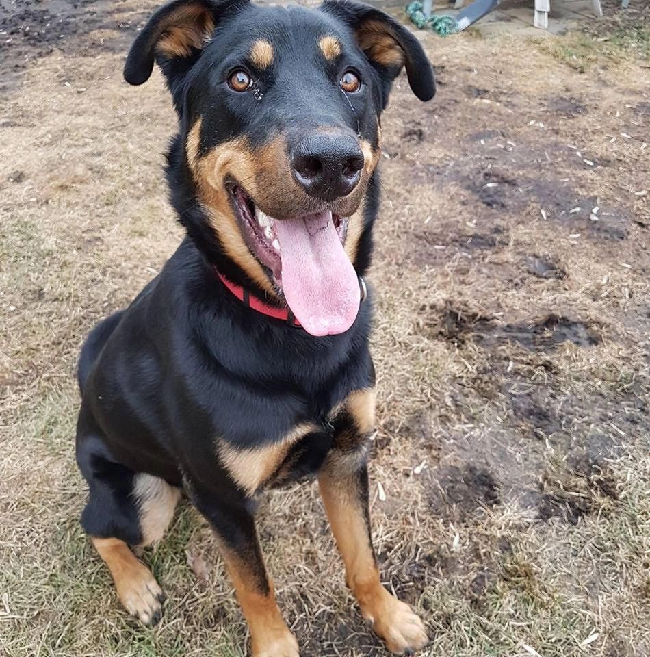 HOME [paws-rescue.com]